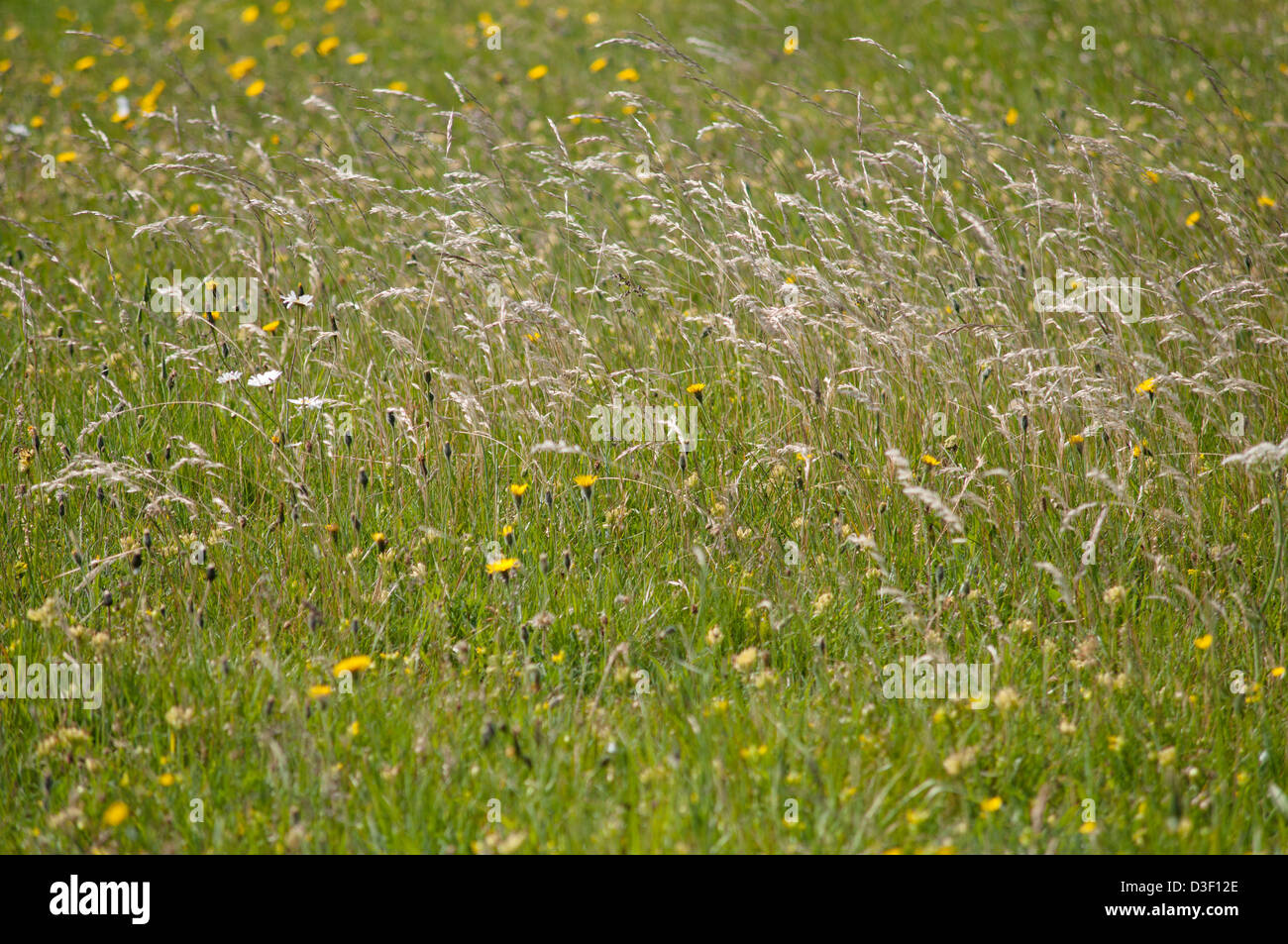 FESTUCA PRATENSIS IN A WILD FLOWER MEADOW Stock Photo - Alamy