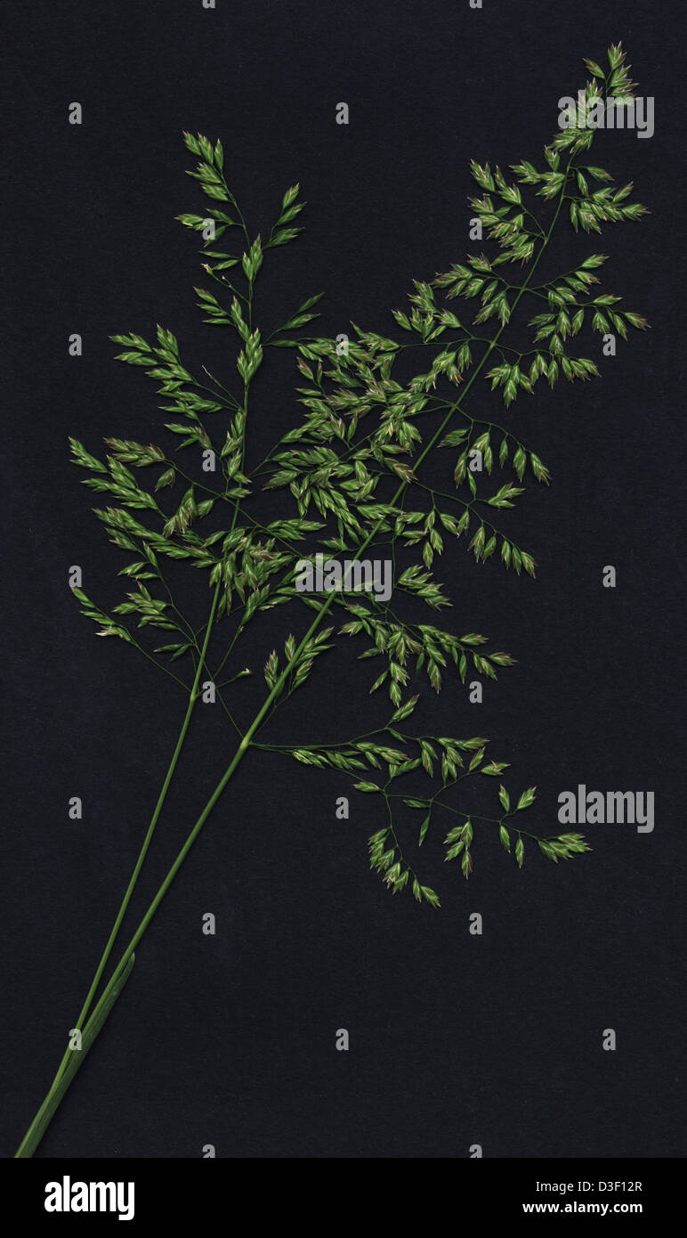 Kentucky bluegrass, Poa pratensis Stock Photo - Alamy