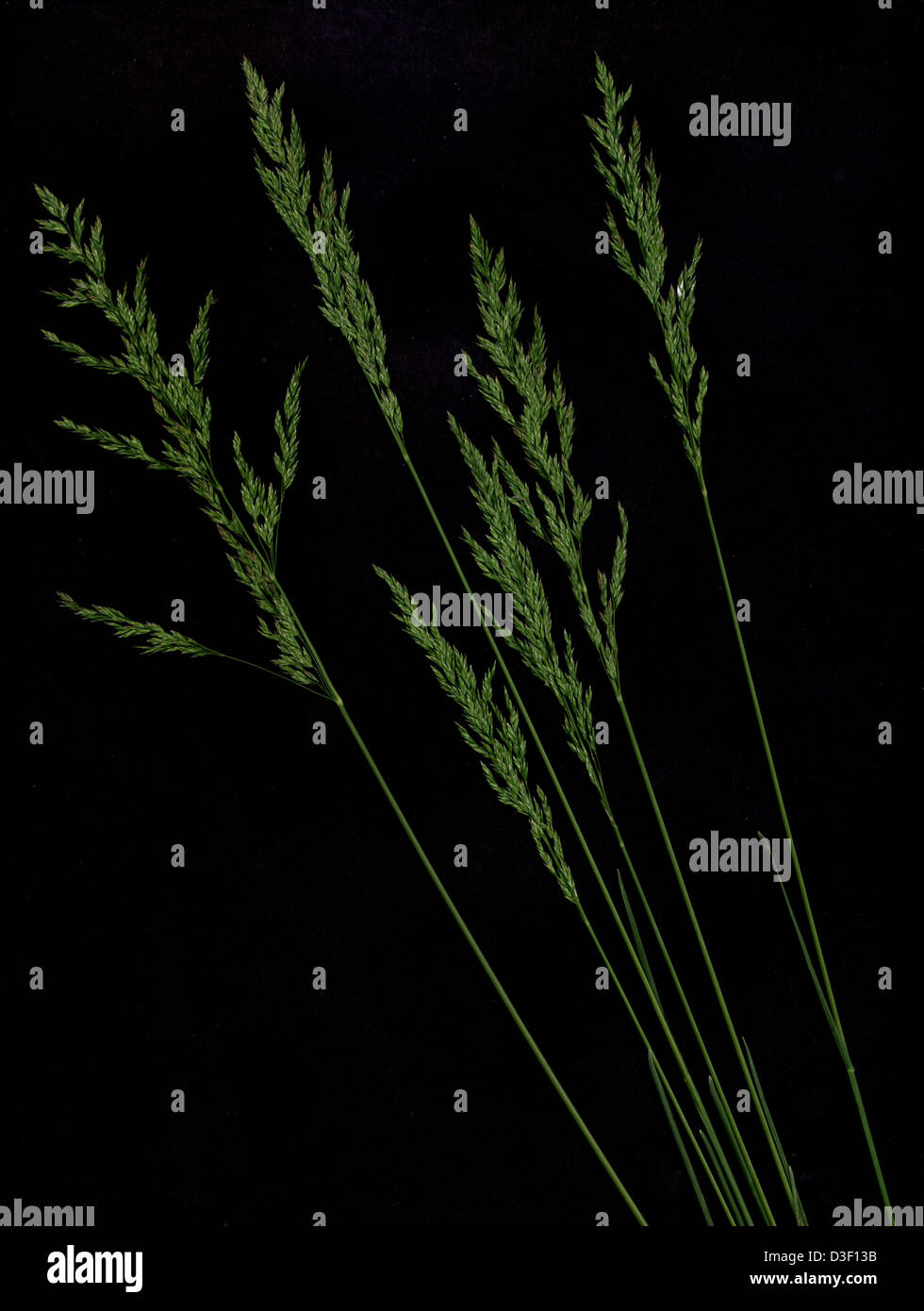 Kentucky bluegrass, Poa pratensis Stock Photo - Alamy