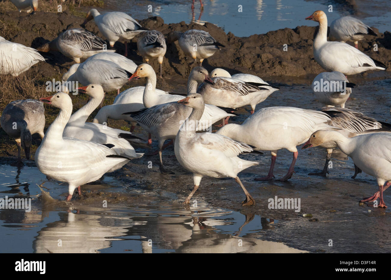 Walking through a puddle hi-res stock photography and images - Alamy