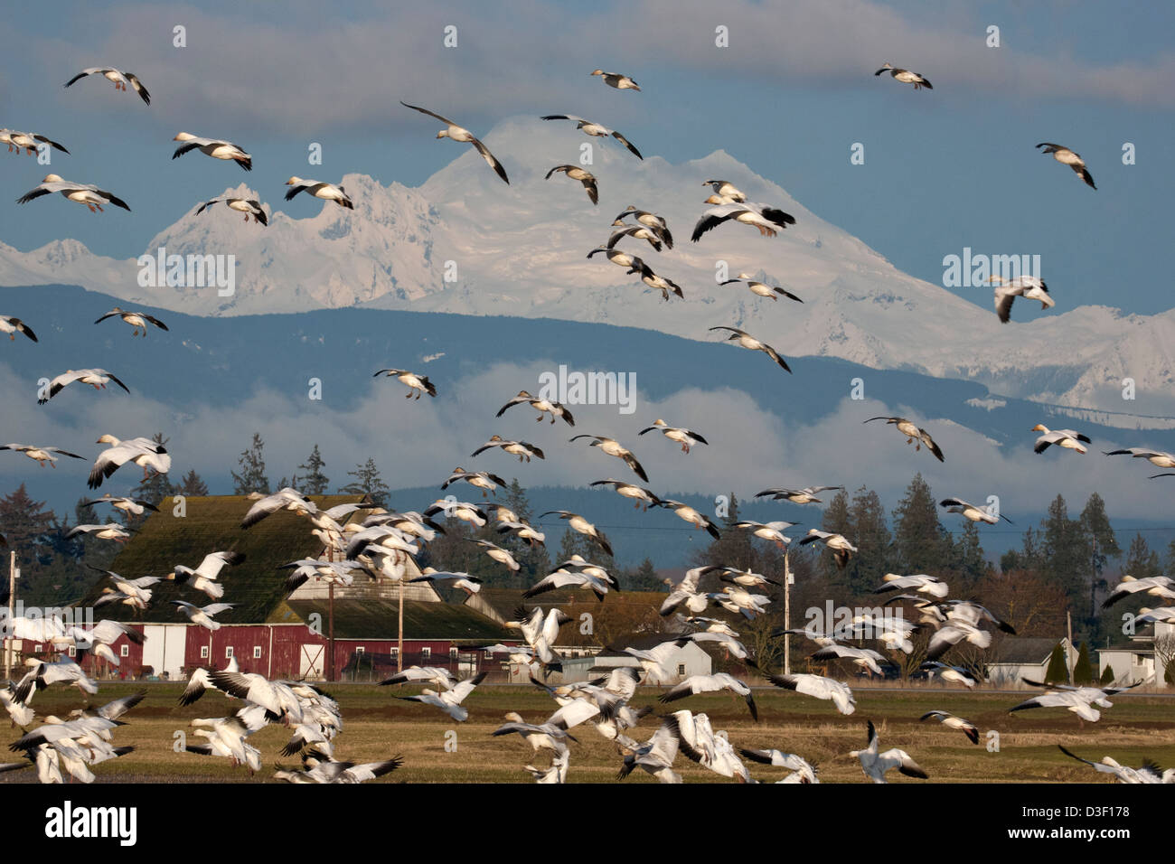 Large flock of snow geese landing in a farm field on Fir Island in the ...