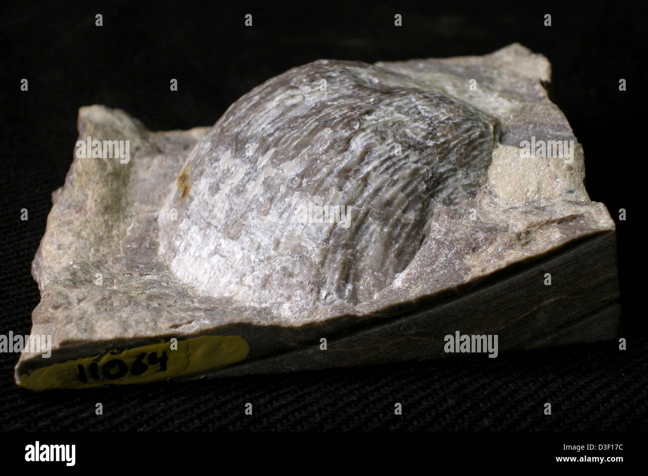 A fossilized brachiopod in the Redwall Limestone of the Grand Canyon ...