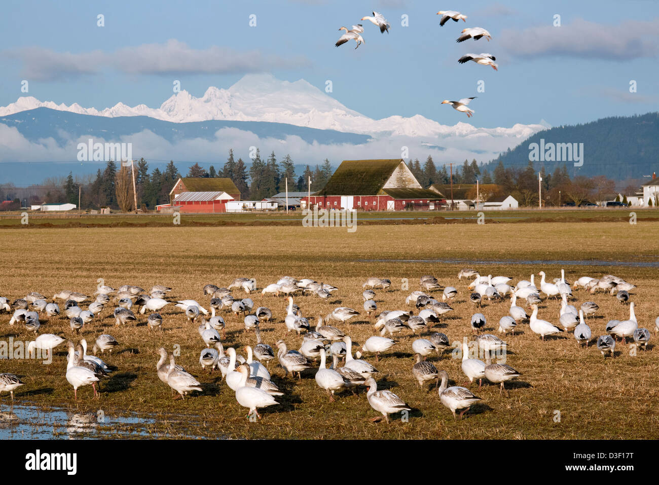 A flock of snow geese in a farm field on the Fir Island section of the ...
