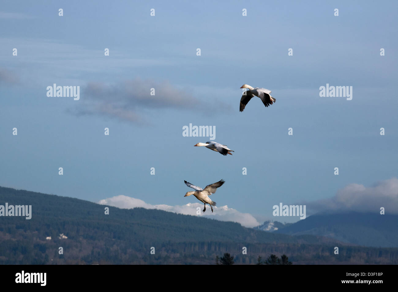 Skagit river delta hi-res stock photography and images - Alamy