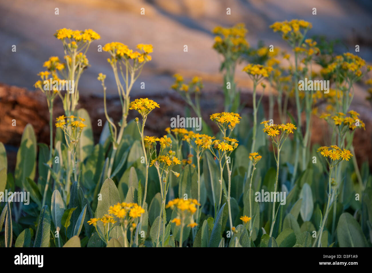 Yellow mountain daisy hi-res stock photography and images - Alamy