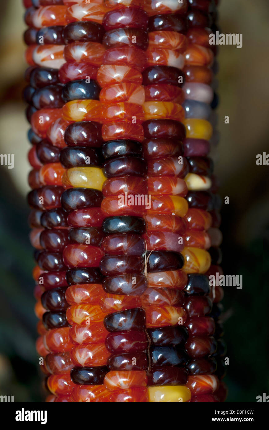 Zea mays indurata hi-res stock photography and images - Alamy