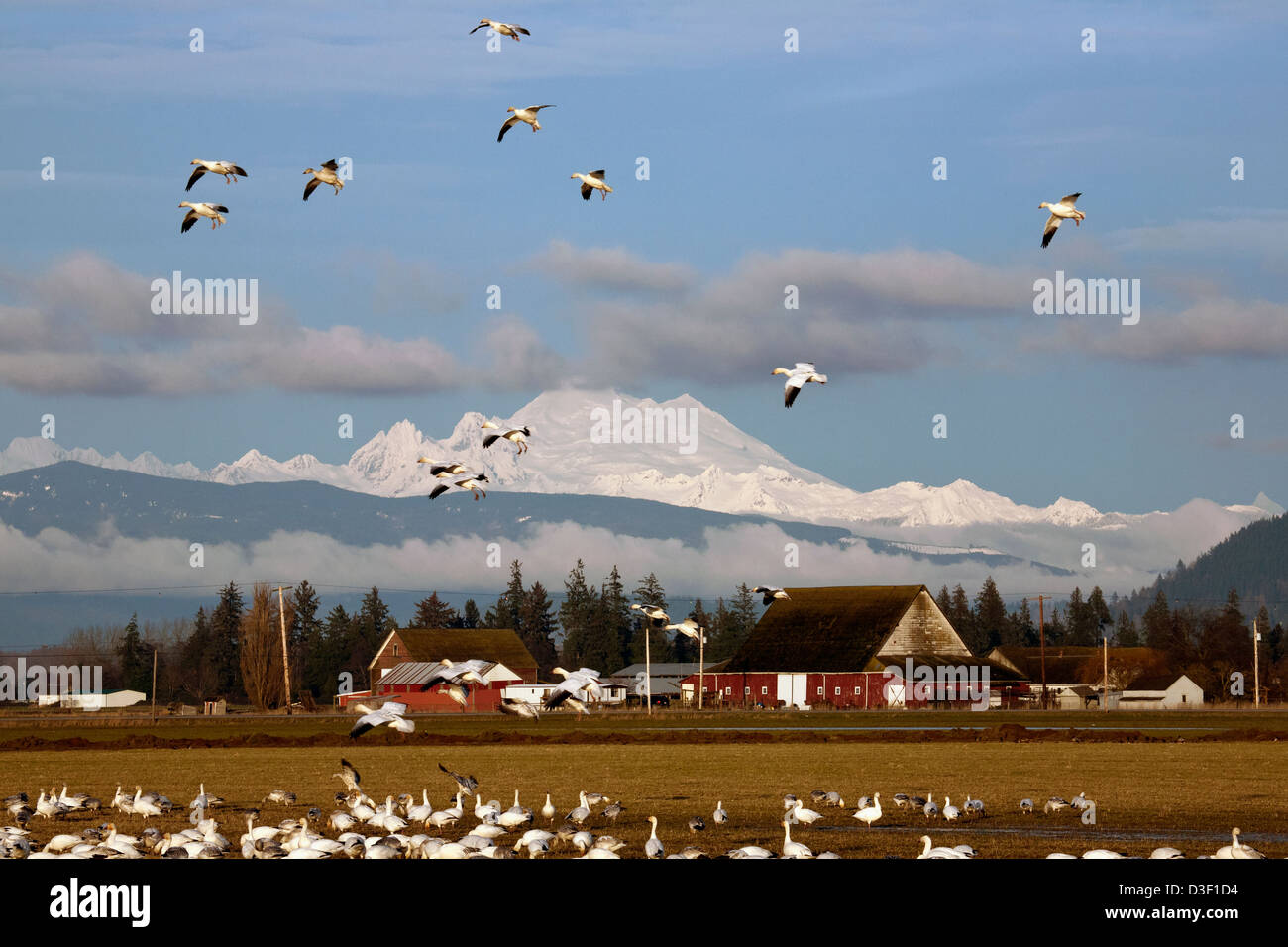 A flock of snow geese in a farm field on the Fir Island section of the ...