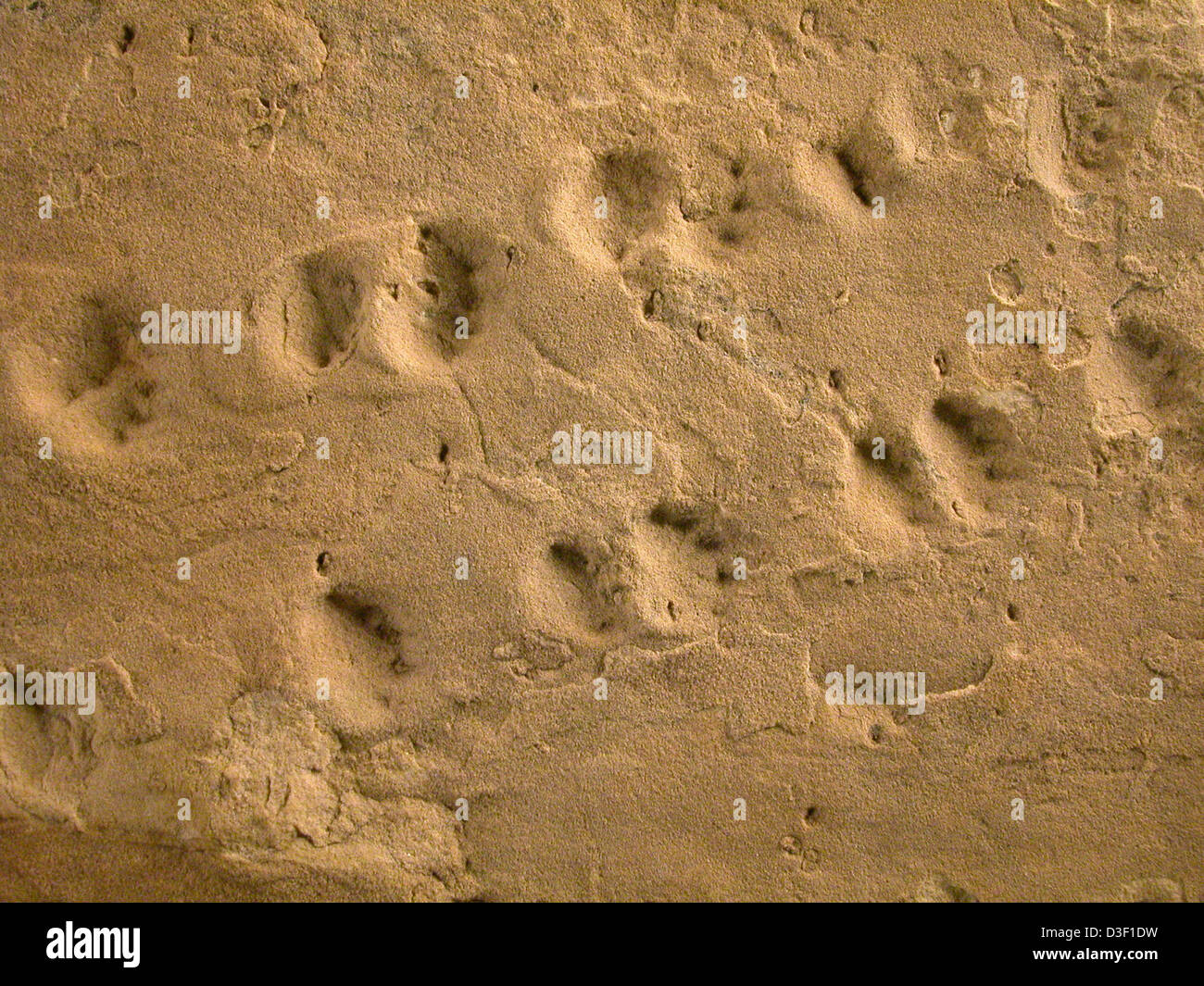Coconino sandstone tracks hi-res stock photography and images - Alamy