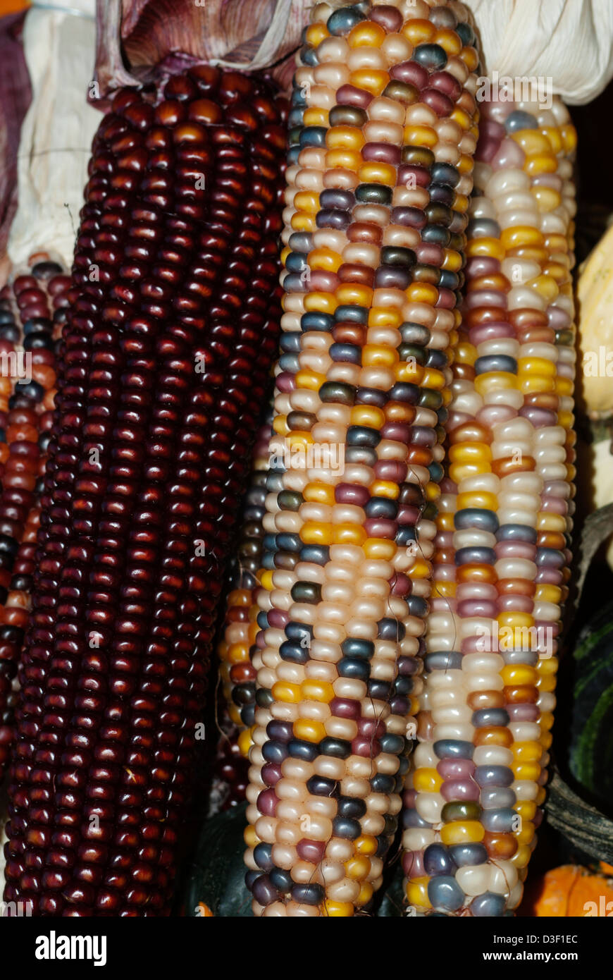 Indian corn, or flint corn, Zea mays indurata Stock Photo - Alamy
