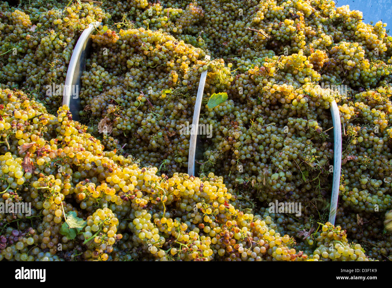 Grapes being crushed in corkscrew-shaped feed auger on a mechanical ...