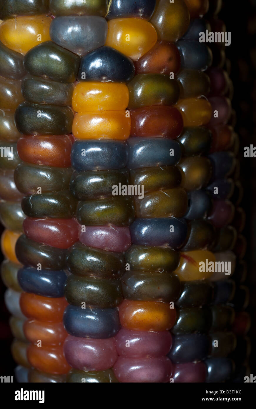 Indian corn, or flint corn, Zea mays indurata Stock Photo - Alamy