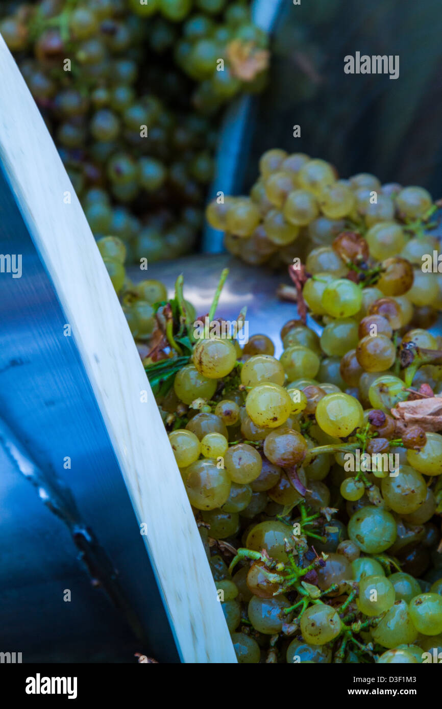 Wine making processes hi-res stock photography and images - Alamy