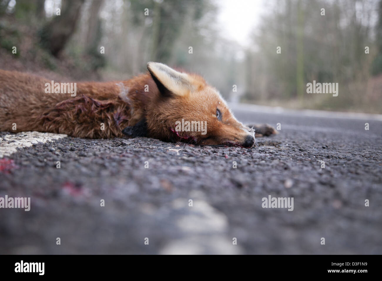 Dead fox hi-res stock photography and images - Alamy