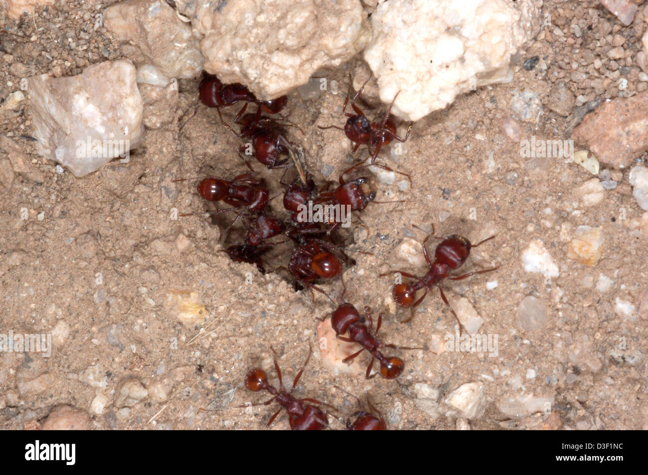 Harvester Ants Stock Photos & Harvester Ants Stock Images - Alamy