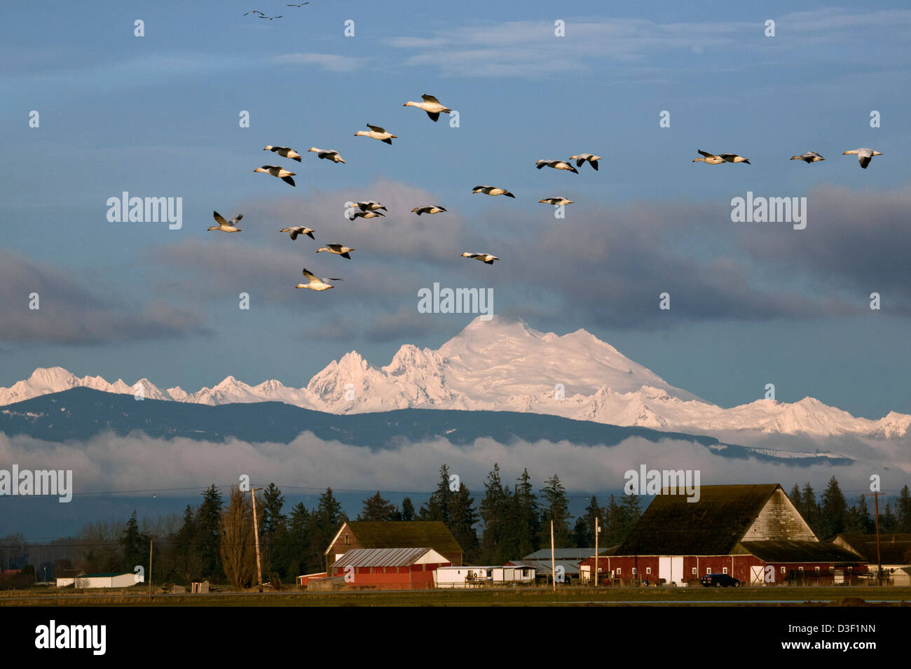 WASHINGTON - Snow geese in flight over the Fir Island section of the ...