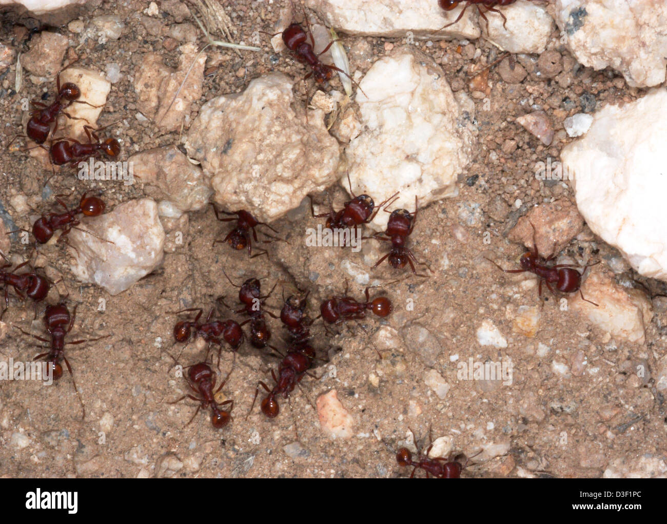 Harvester ants, Pogonomyrmex Stock Photo - Alamy