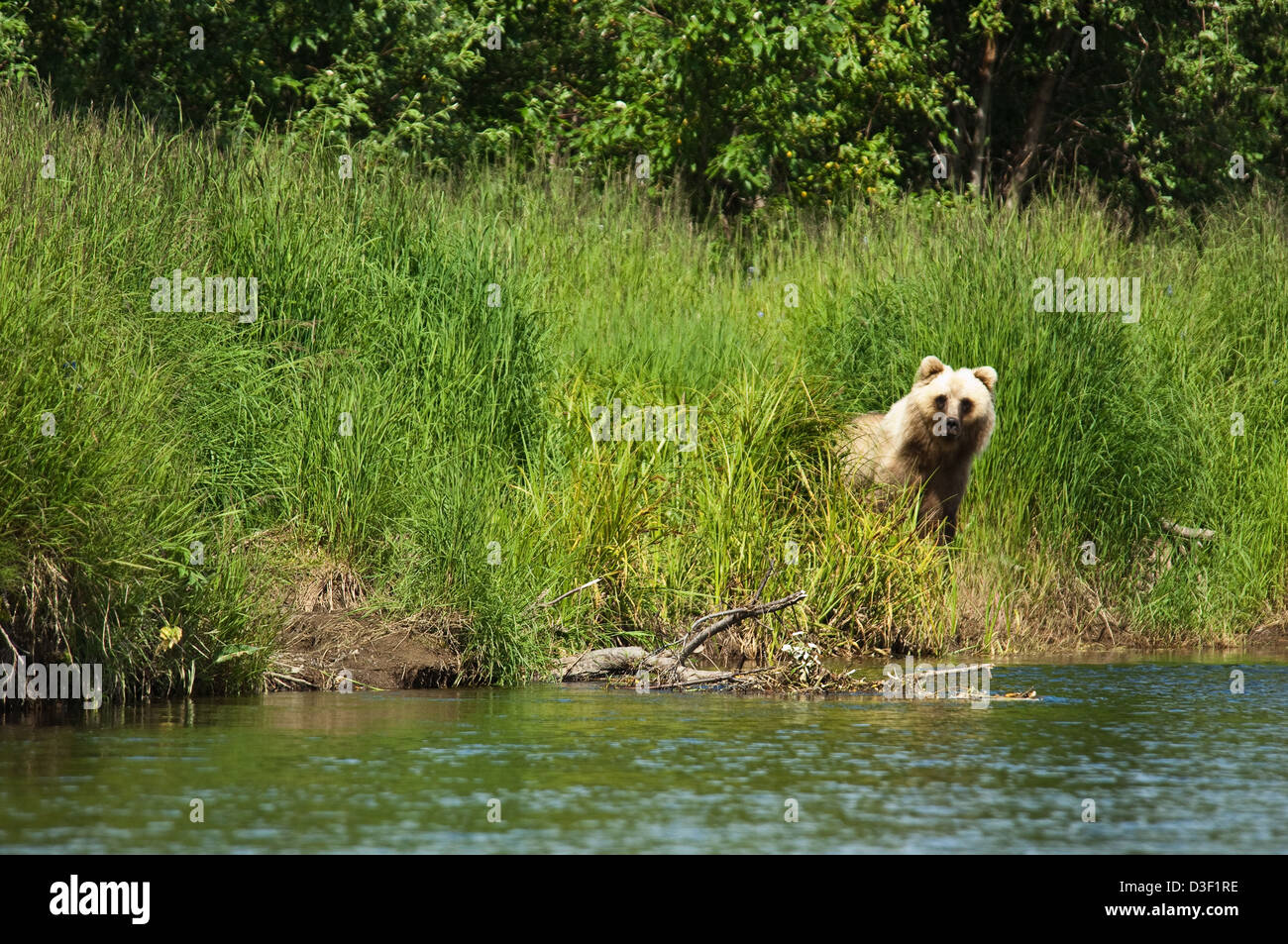 Alaskan brown bear (Ursus arctos) looking for salmon on the Togiak ...
