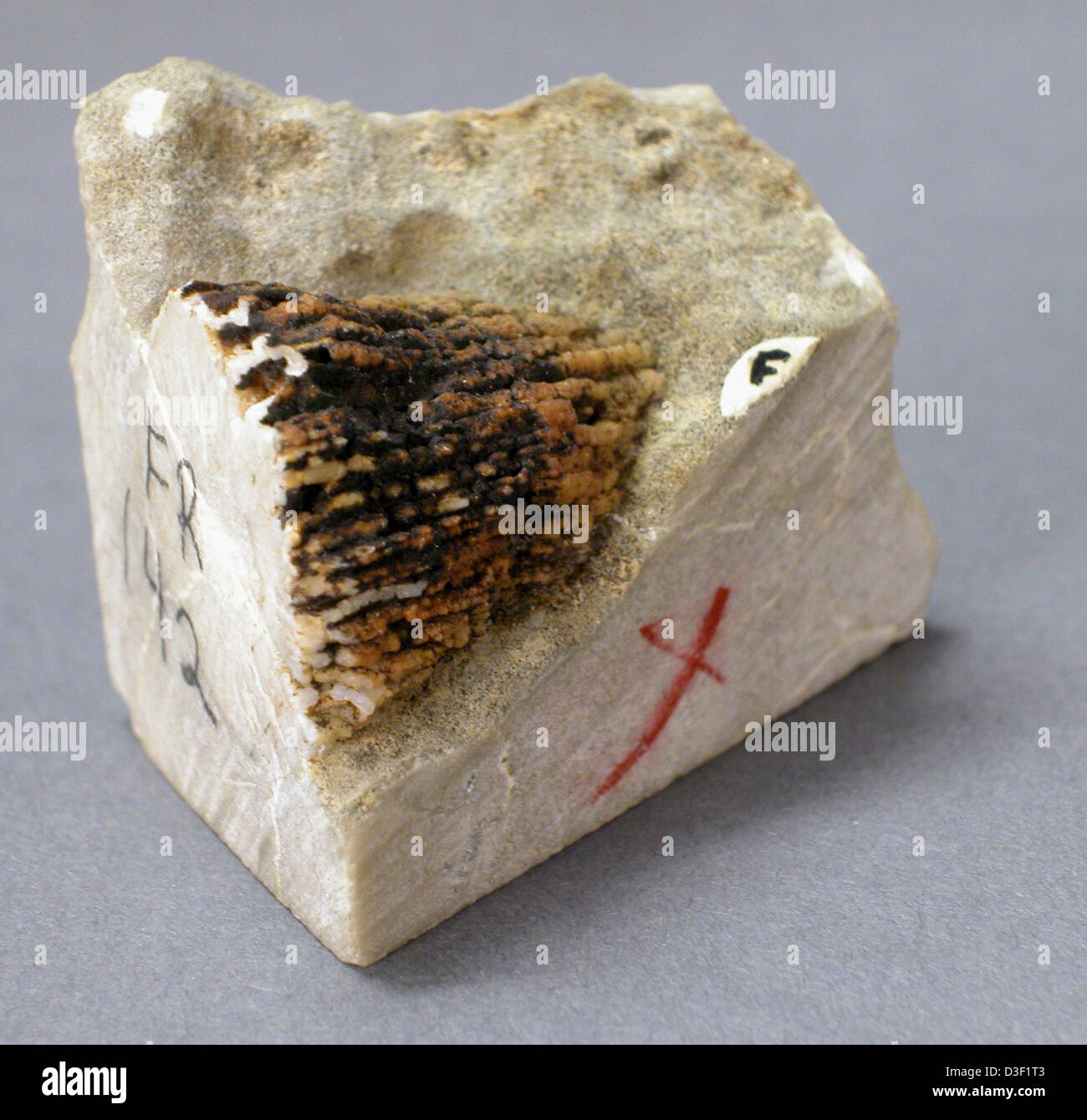 Fossil horn coral hi-res stock photography and images - Alamy