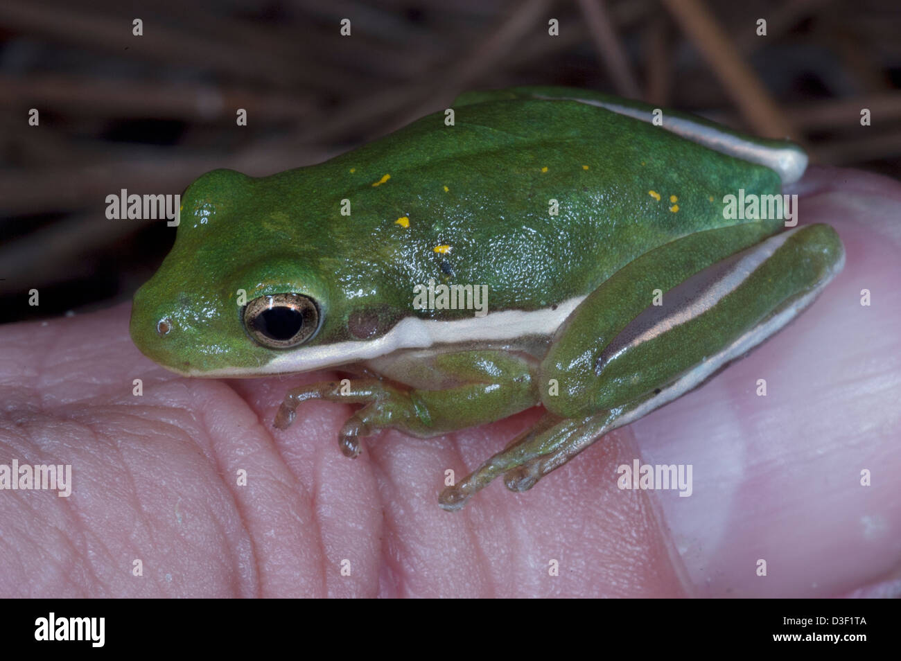 Green Tree Frog, Hyla cinerea Stock Photo - Alamy