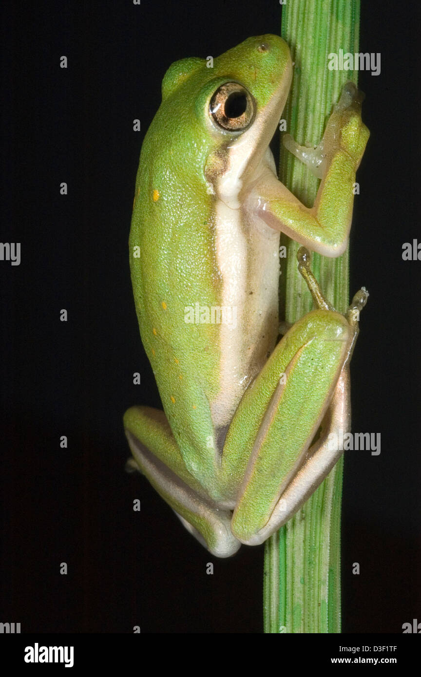 Green Tree Frog, Hyla cinerea Stock Photo - Alamy