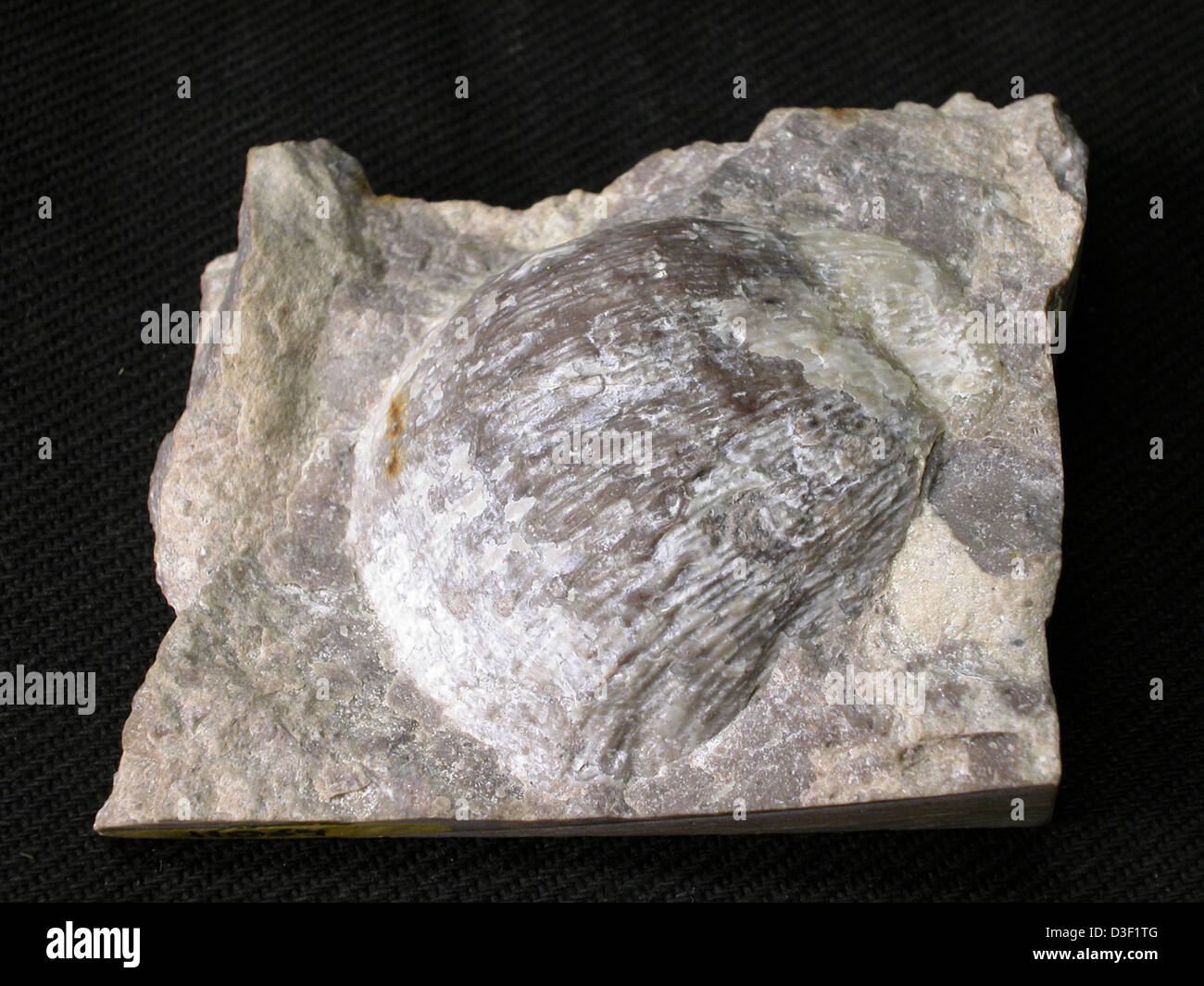 11064 Grand Canyon Fossil Brachiopod in Redwall Limestone Stock Photo ...