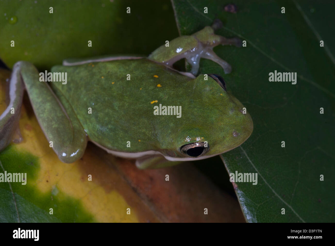Green Tree Frog, Hyla cinerea Stock Photo - Alamy