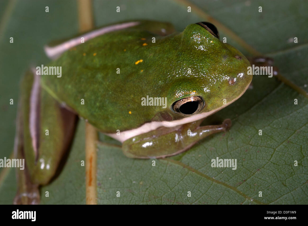 Green Tree Frog, Hyla cinerea Stock Photo - Alamy