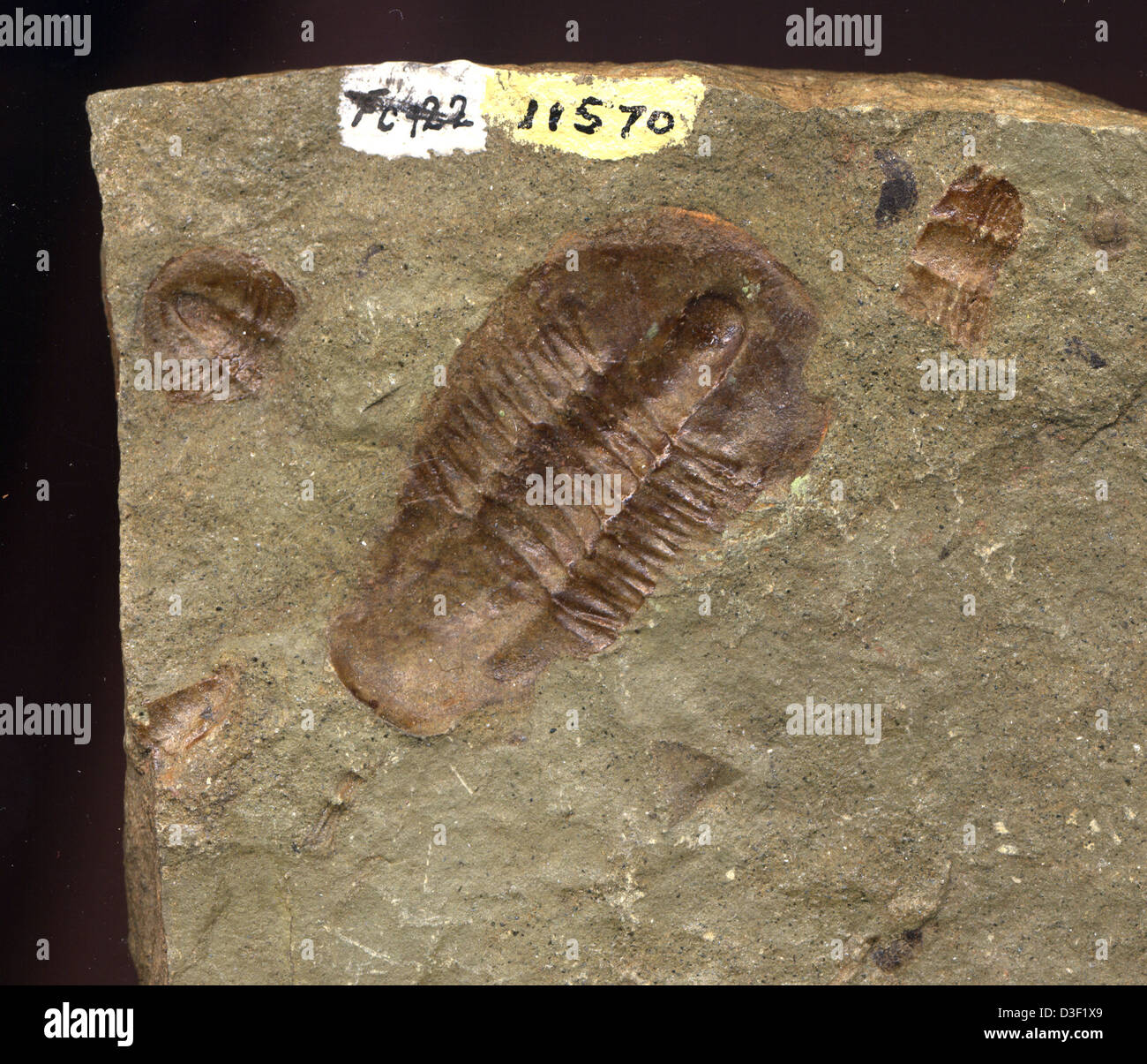 This fossilized trilobite, discovered in the Bright Angel Shale ...