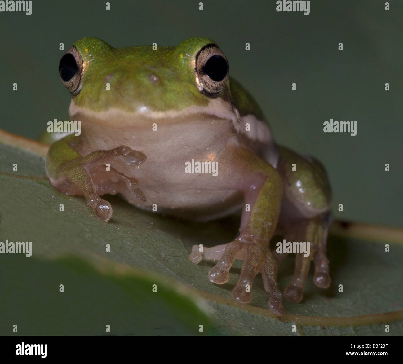 Green Tree Frog, Hyla cinerea Stock Photo - Alamy