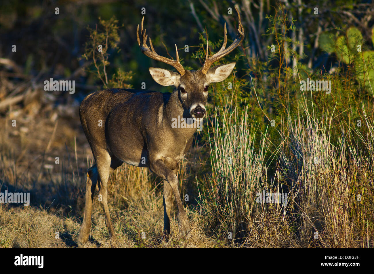 Trophy white tailed deer hi-res stock photography and images - Alamy