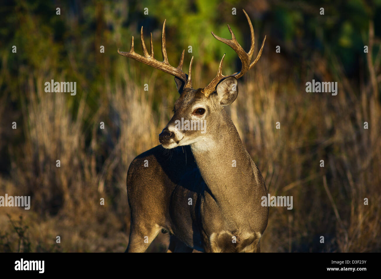 Texas cactus hi-res stock photography and images - Alamy