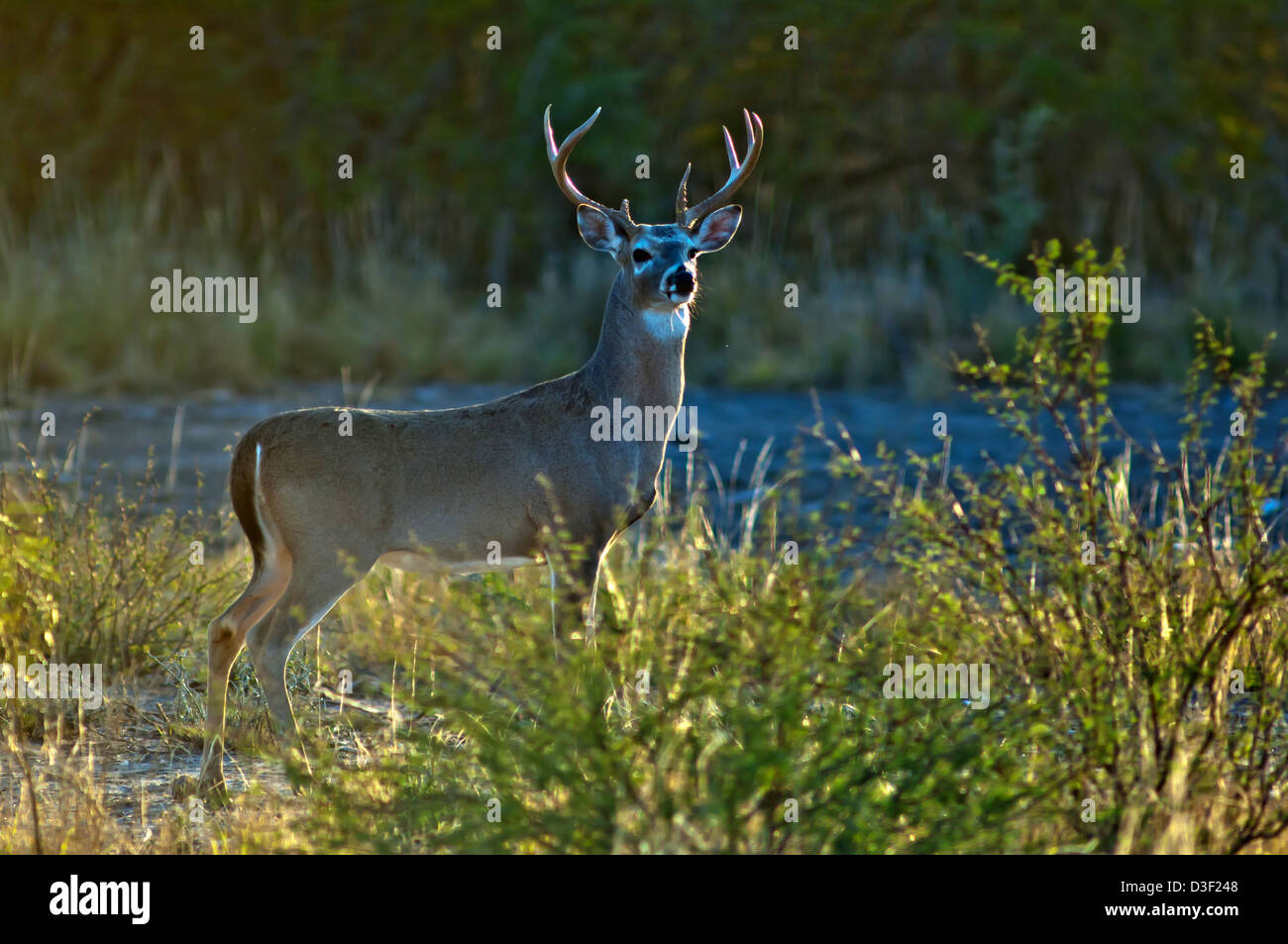 Whitetail buck deer (Odocoileus virginianus) on a ranch near Spofford ...