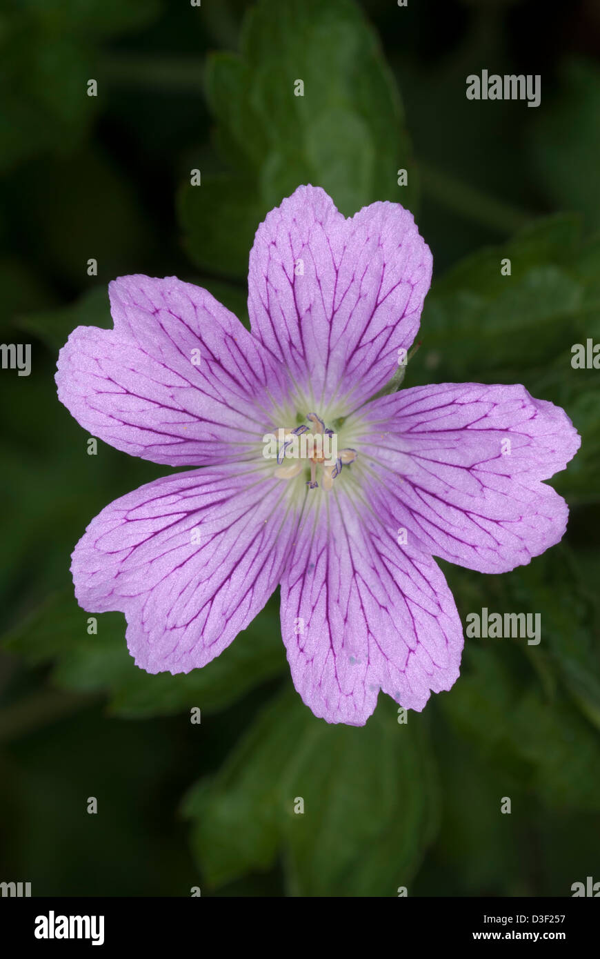 Flower of weed hi-res stock photography and images - Alamy