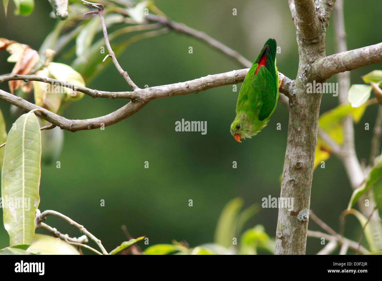 Bird on mango tree hi-res stock photography and images - Alamy