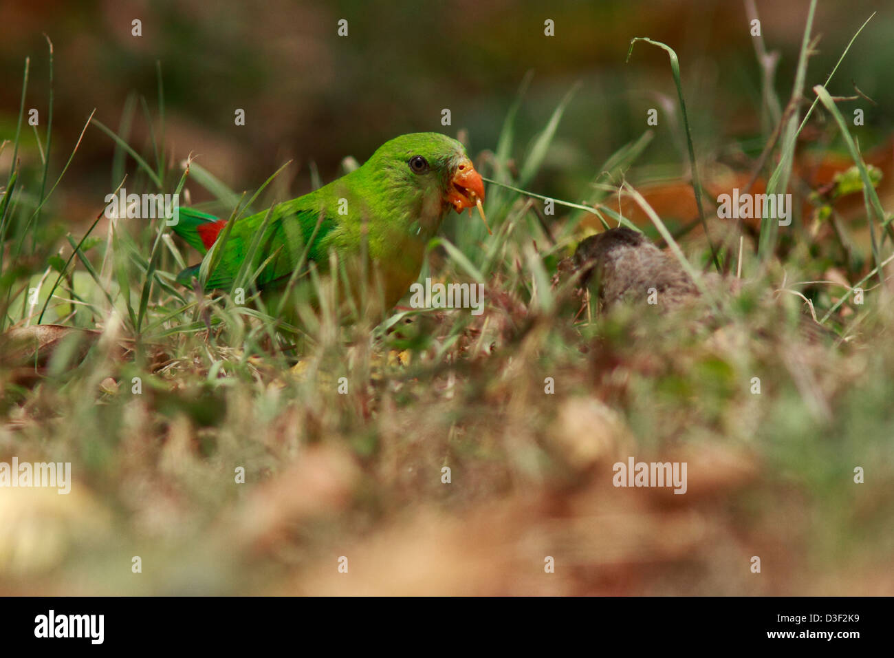 The Vernal Hanging Parrot (Loriculus vernalis) feeding on mangos with ...