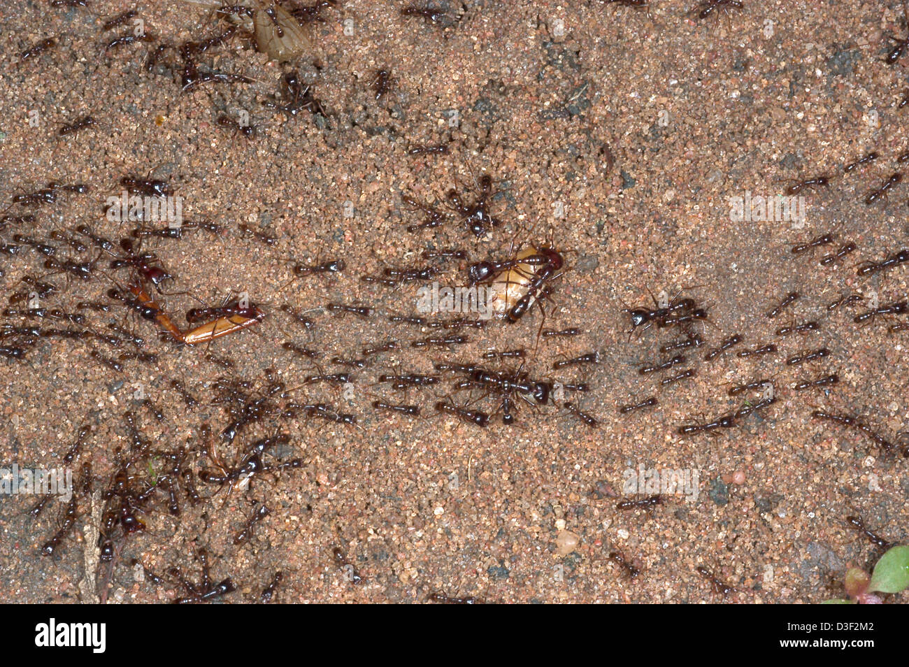 African driver ant hi-res stock photography and images - Alamy