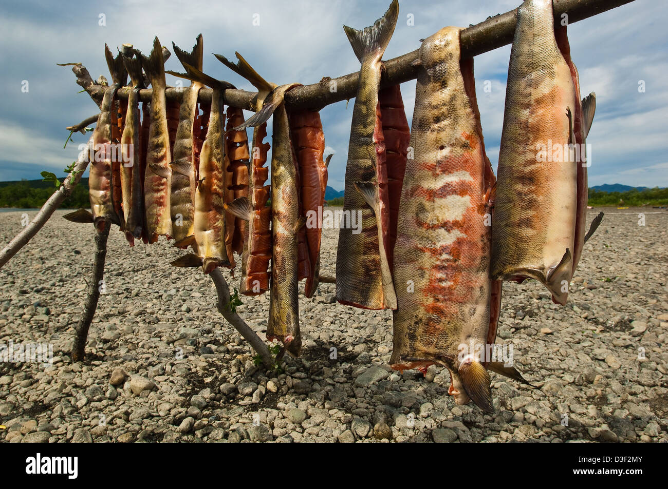 Chum salmon (Oncorhynchus keta) fillets drying on a rack near a native ...