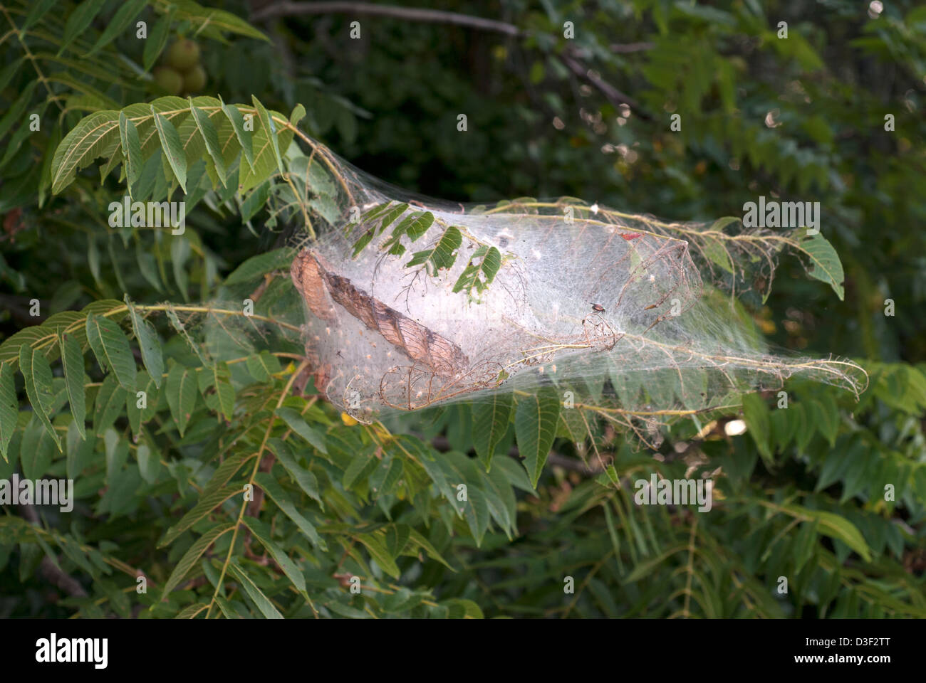 Fall Webworm Stock Photos & Fall Webworm Stock Images - Alamy