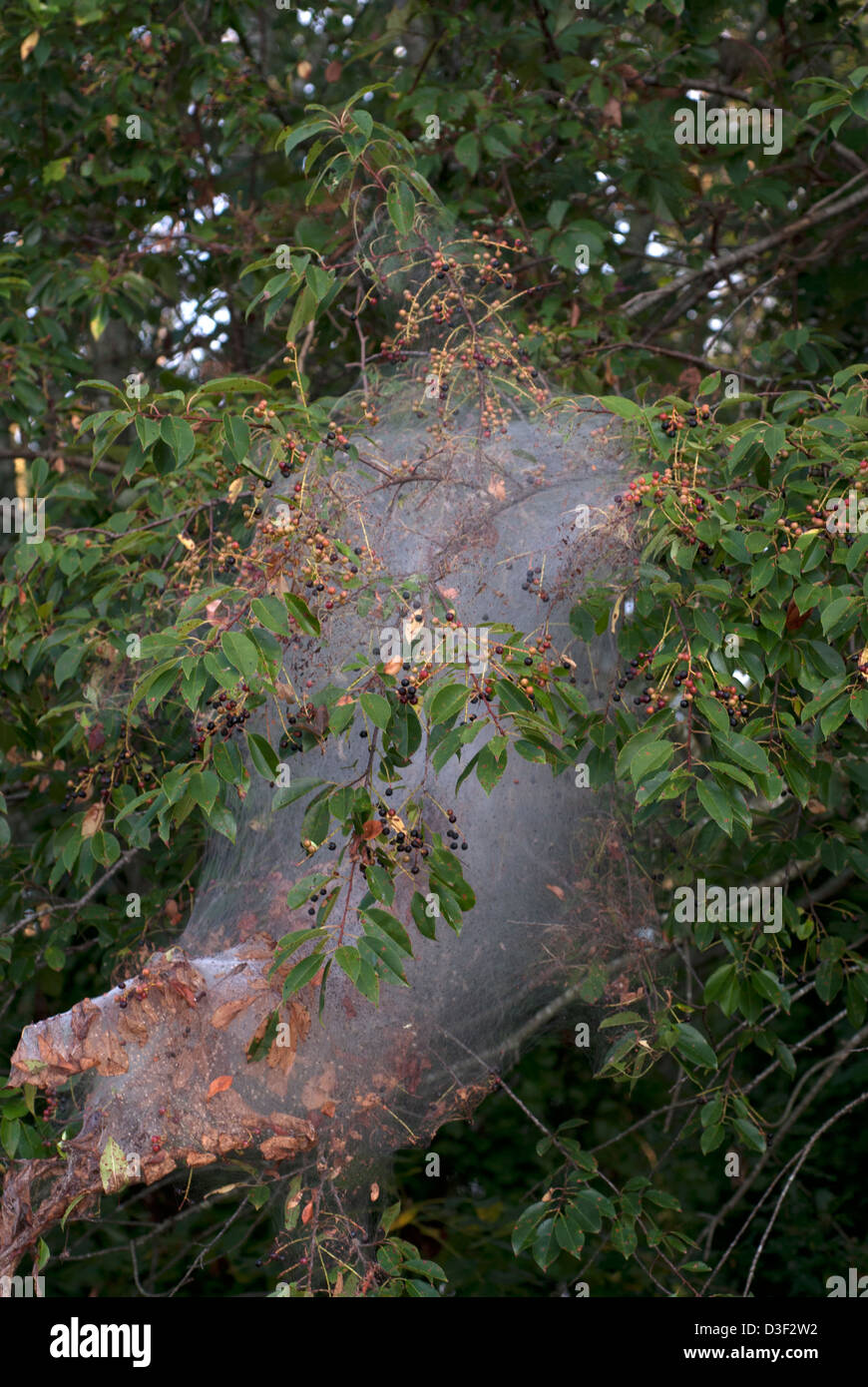 nest of fall webworm caterpillars Stock Photo - Alamy