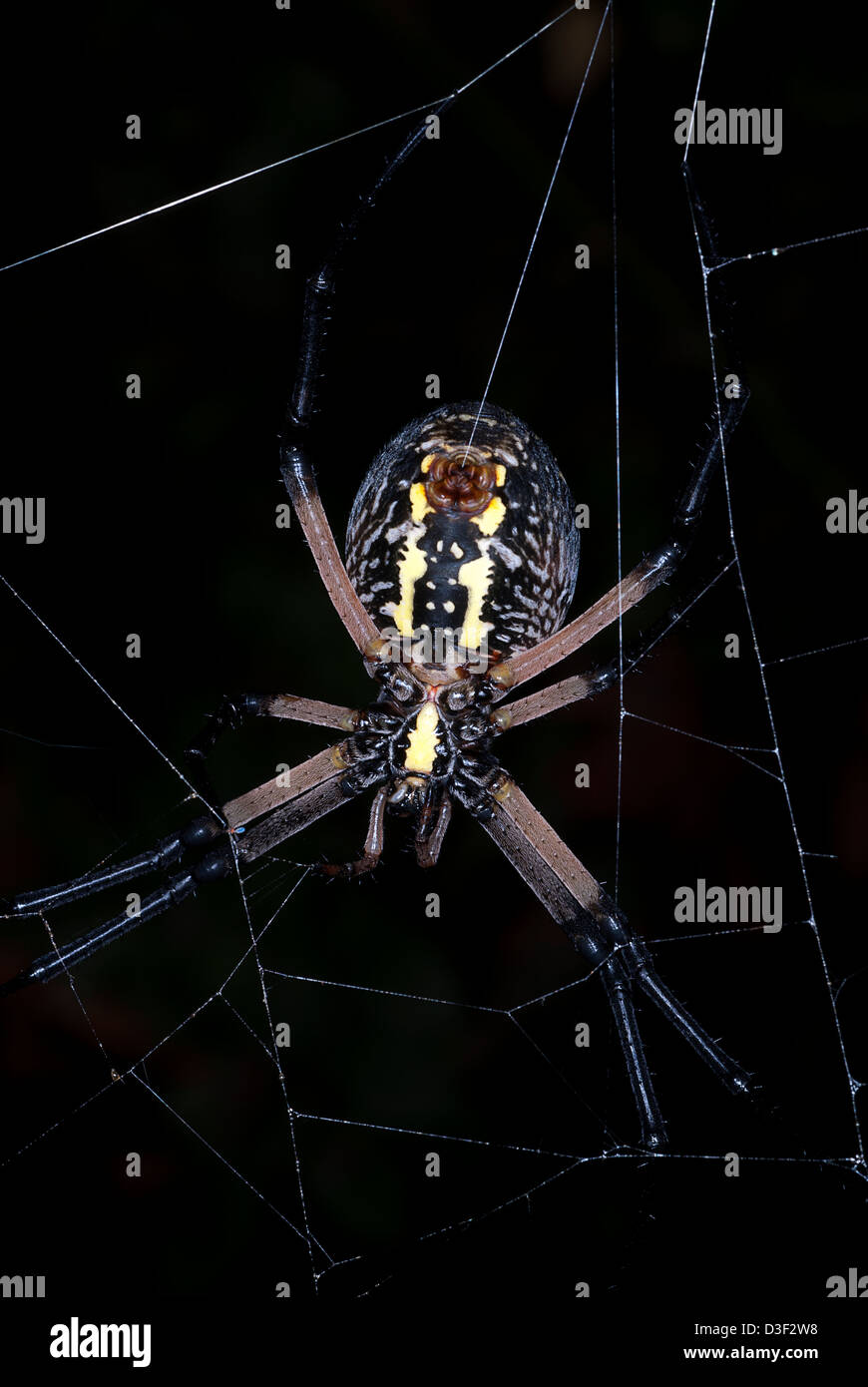 Argiope aurantia orb weaving spider Stock Photo - Alamy
