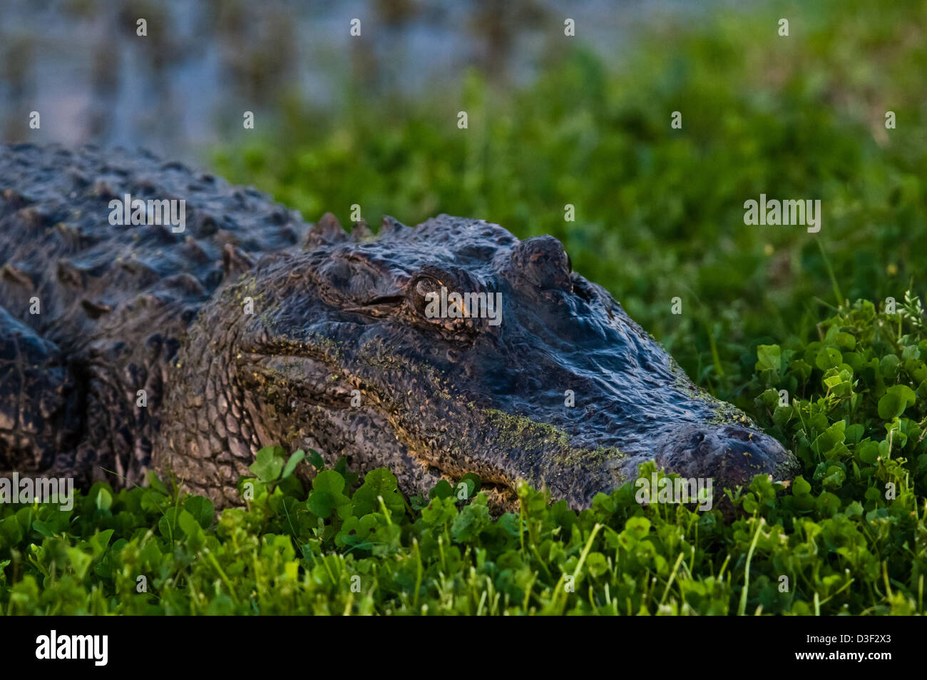 American alligator (Alligator mississippiensis) in a swamp near Myrtle ...