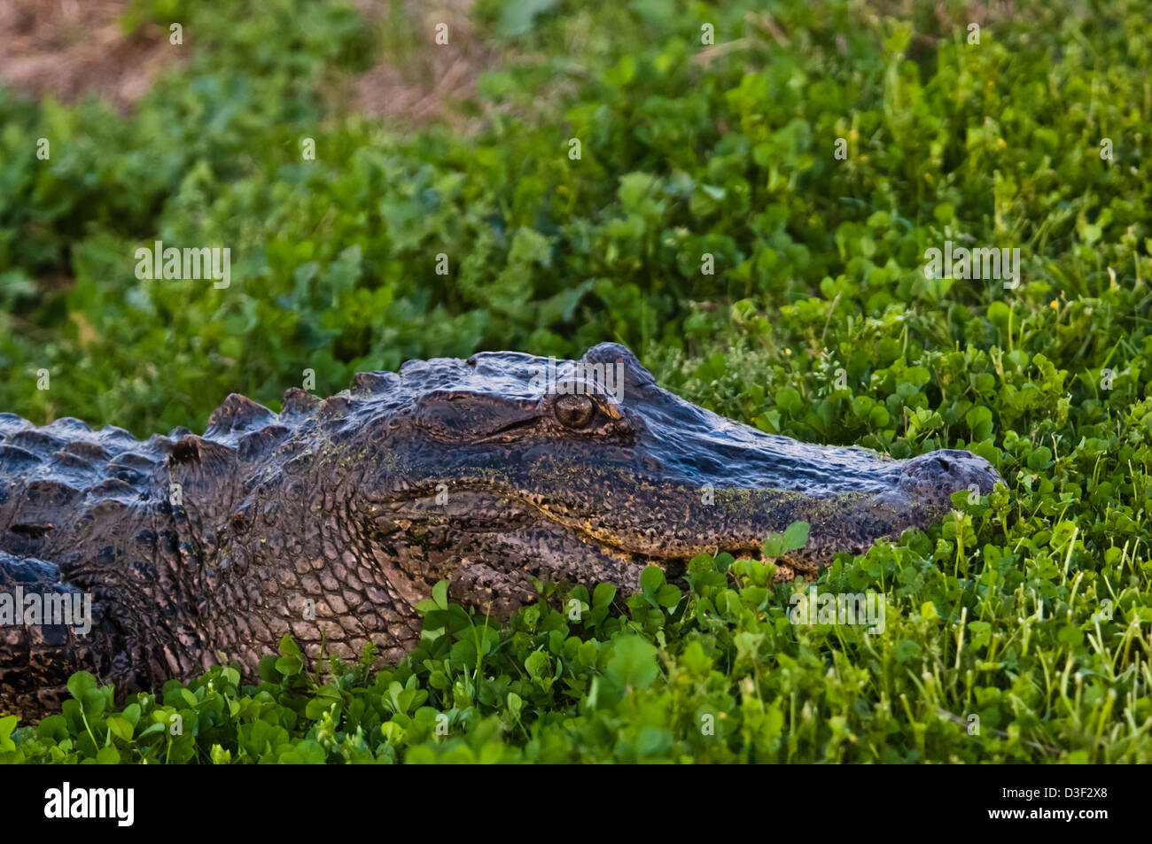 American alligator (Alligator mississippiensis) in a swamp near Myrtle ...