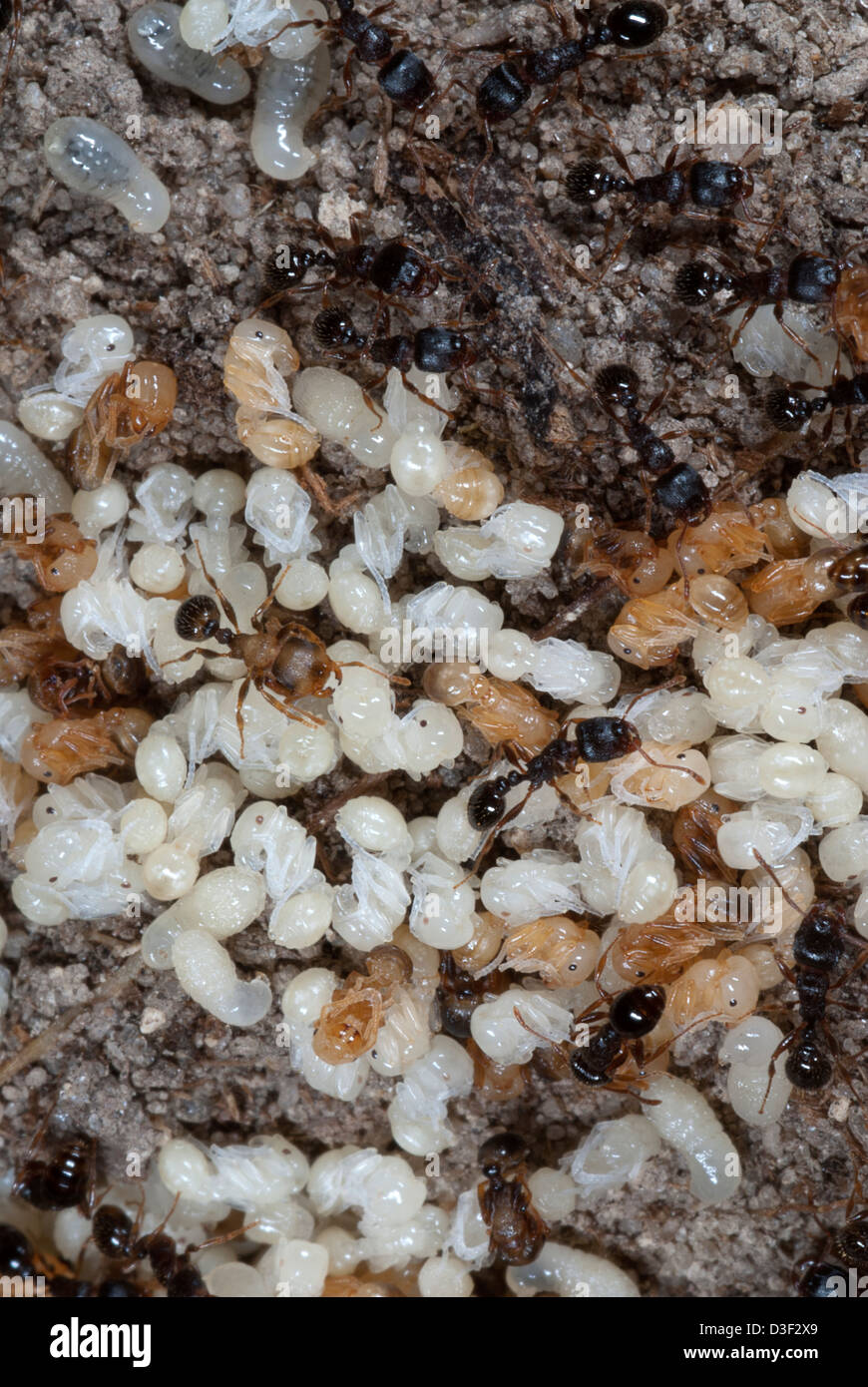 Ants tending larvae and pupae brood Stock Photo - Alamy