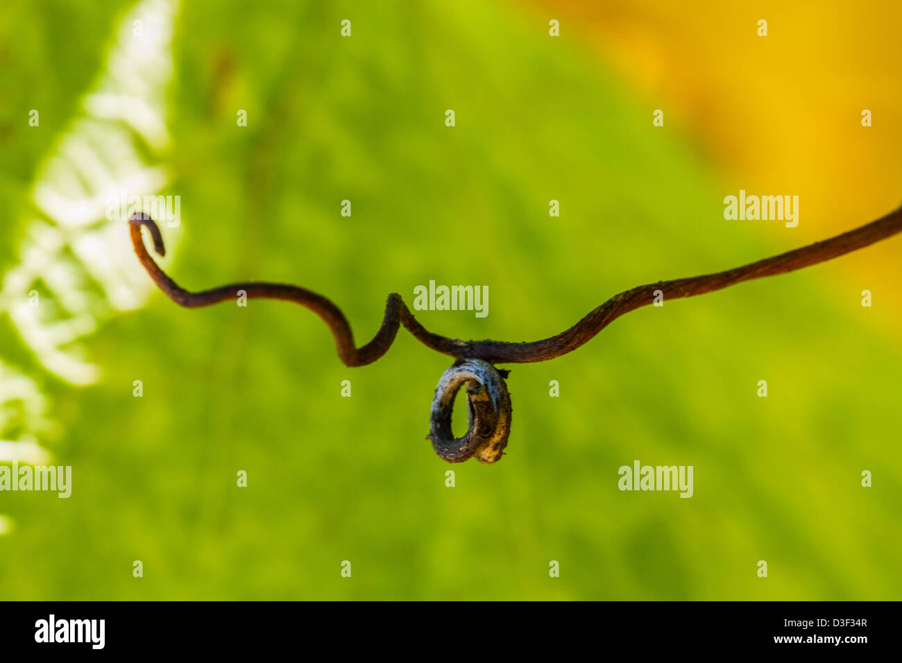 Wine growing making hi-res stock photography and images - Alamy