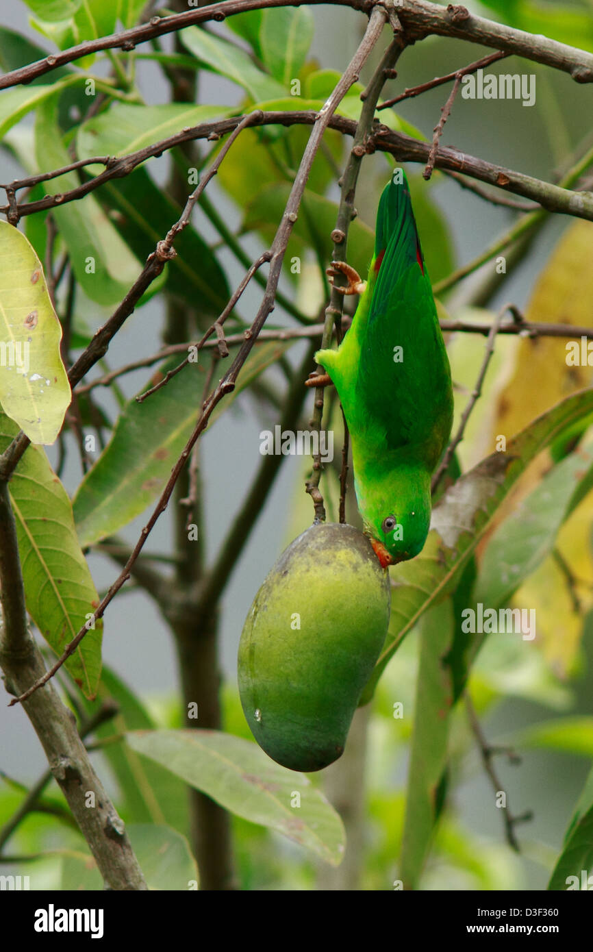 The Vernal Hanging Parrot (Loriculus vernalis) feeding on mango Stock ...