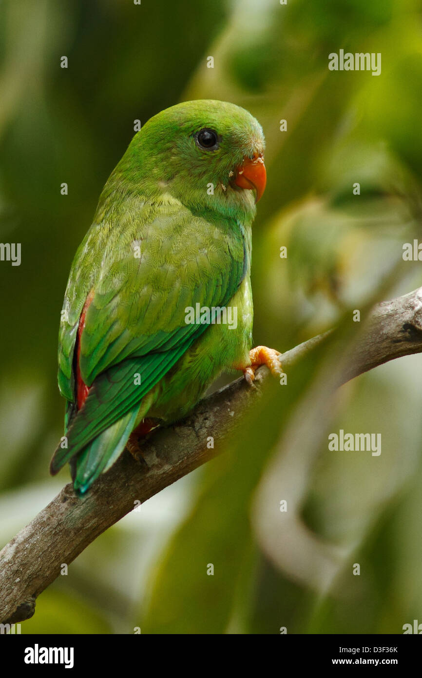 The Vernal Hanging Parrot (Loriculus vernalis) portrait Stock Photo - Alamy