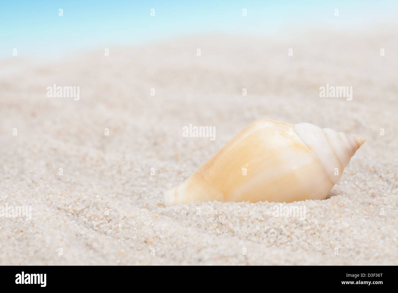 Seashell on beach - close up shoot Stock Photo - Alamy
