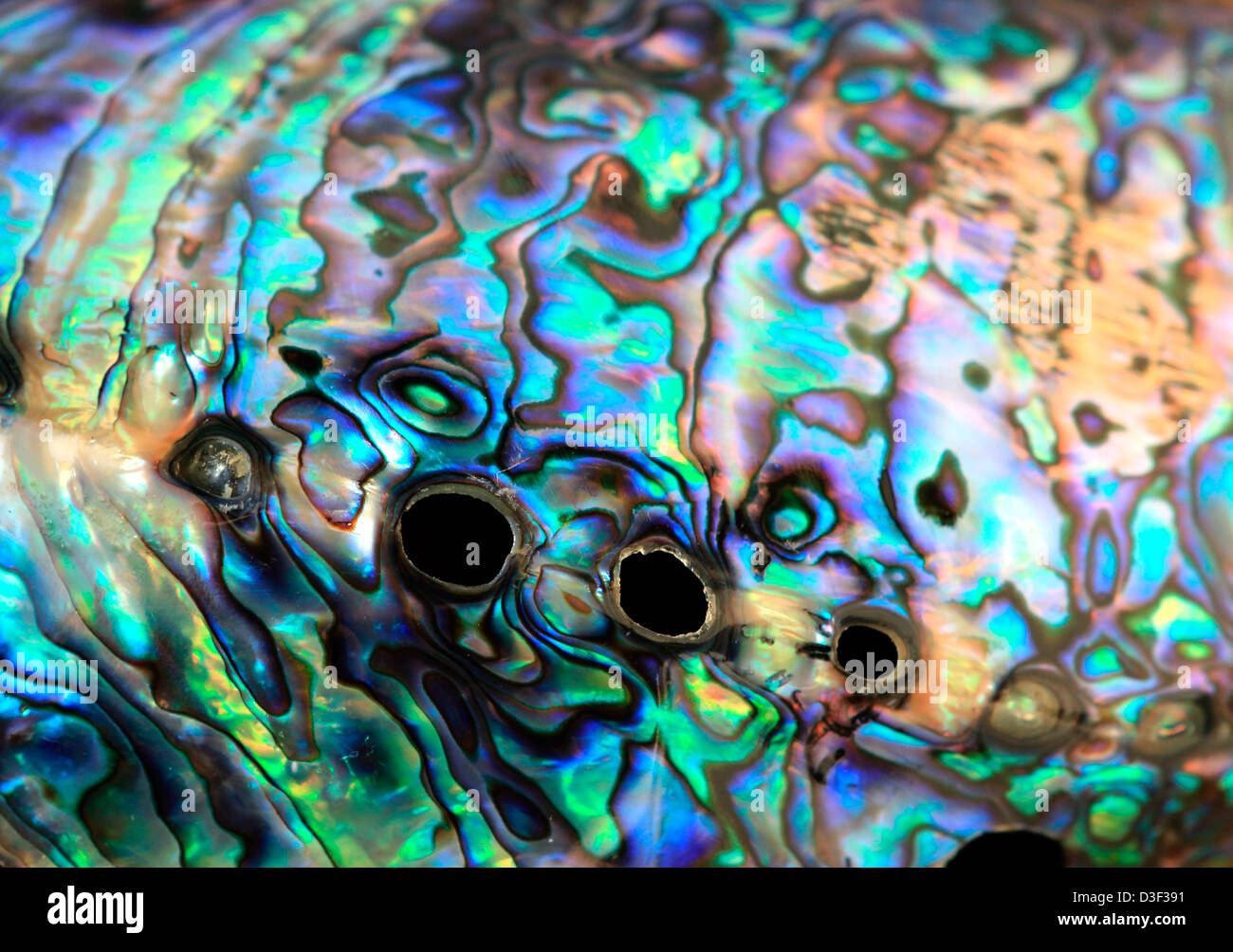 Paua (abalone) shell closeup detail Stock Photo - Alamy