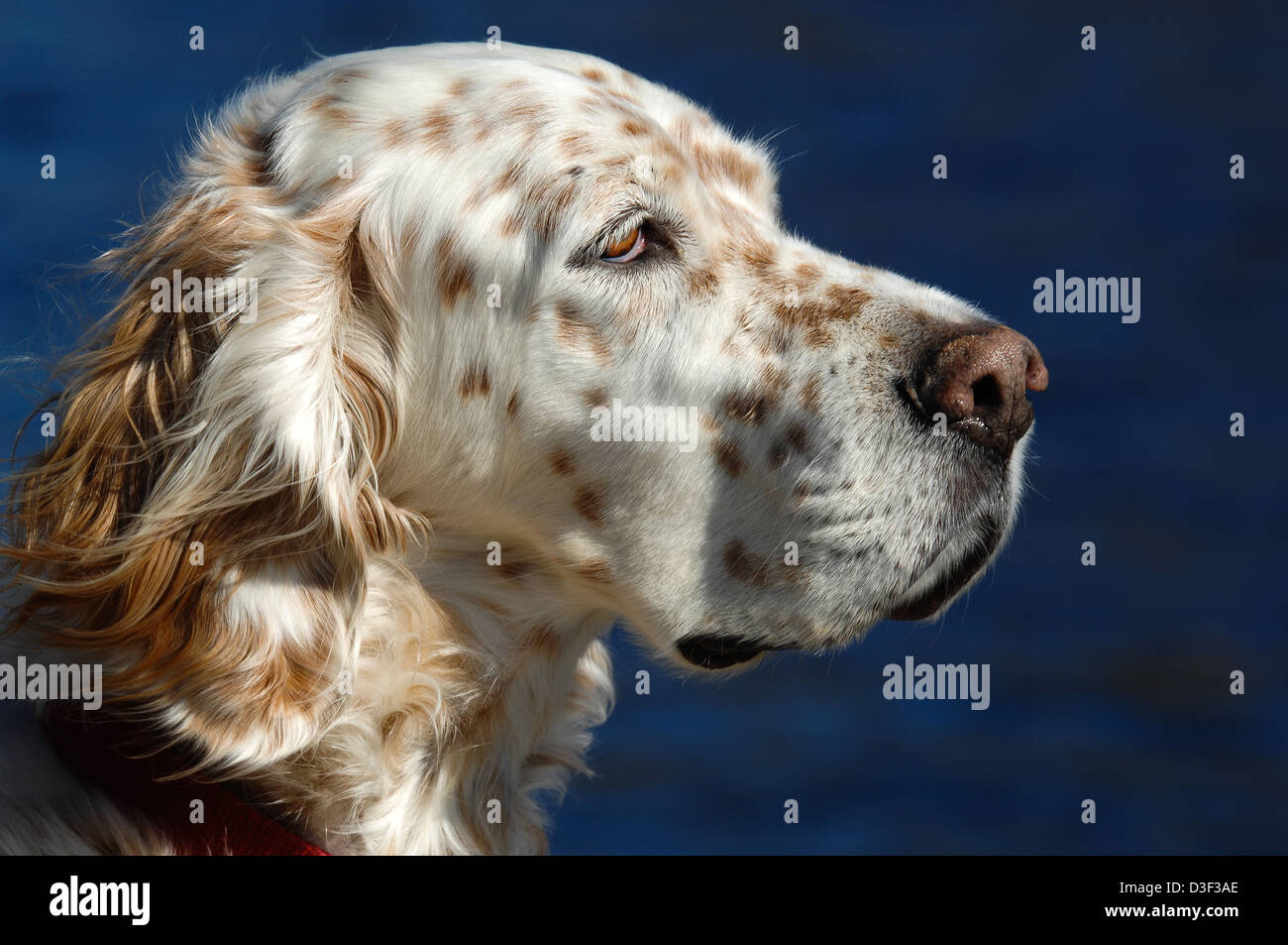English setters hi-res stock photography and images - Alamy