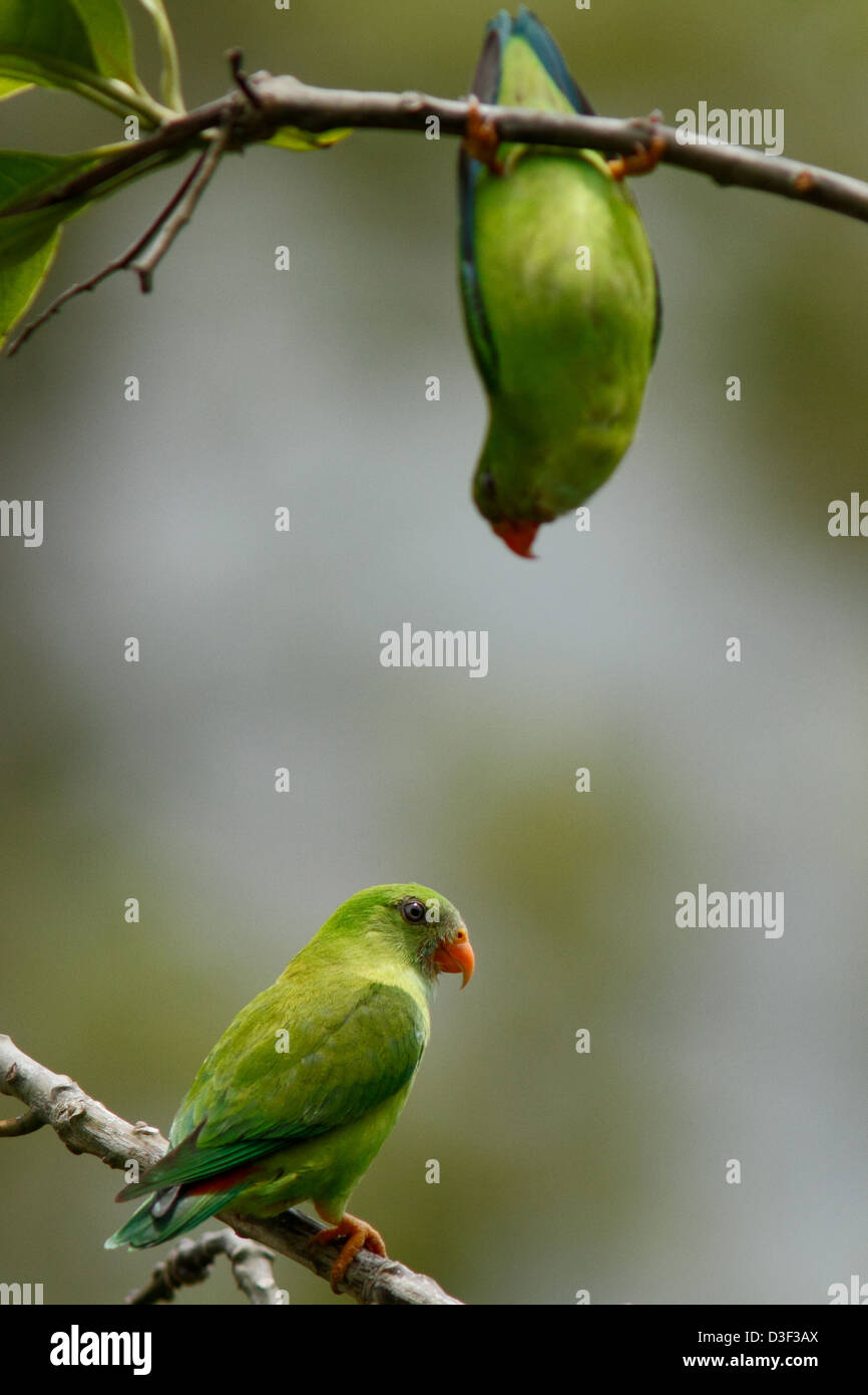 Hanging parrot hi-res stock photography and images - Alamy